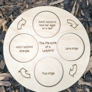 Ladybird Life Cycle, Birthdaygift, Forest School, Primary, EYFS ...