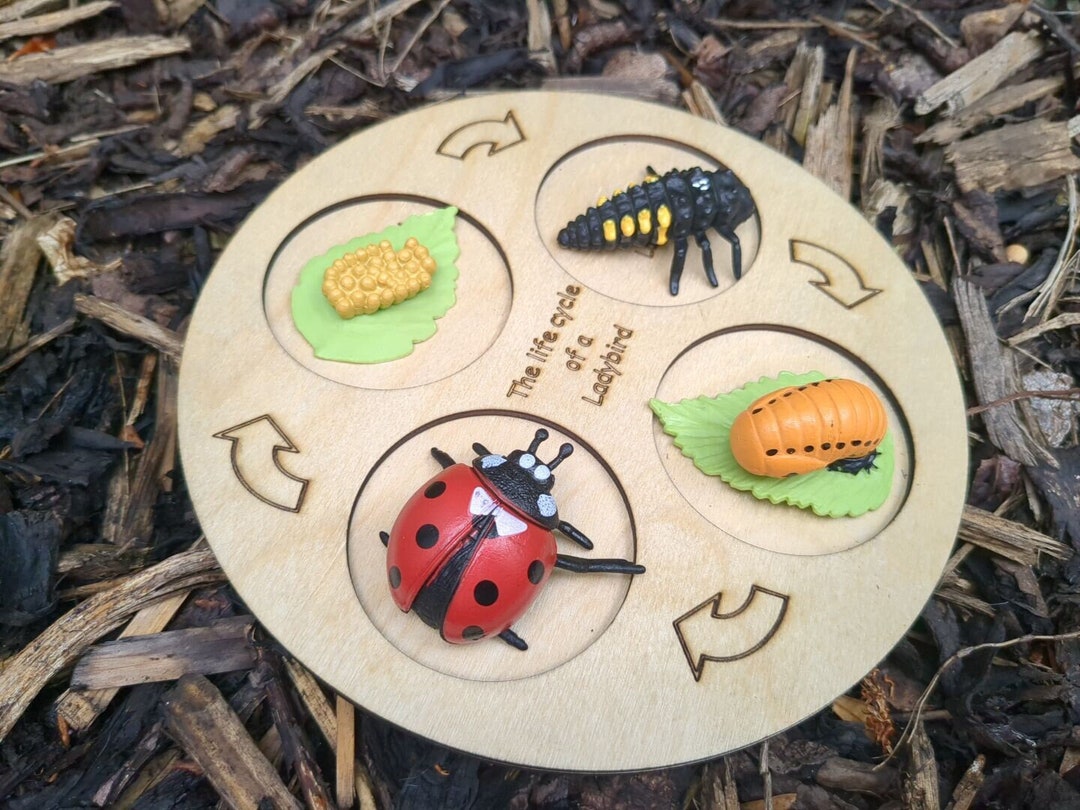 Ladybird Life Cycle, Birthdaygift, Forest School, Primary, EYFS ...