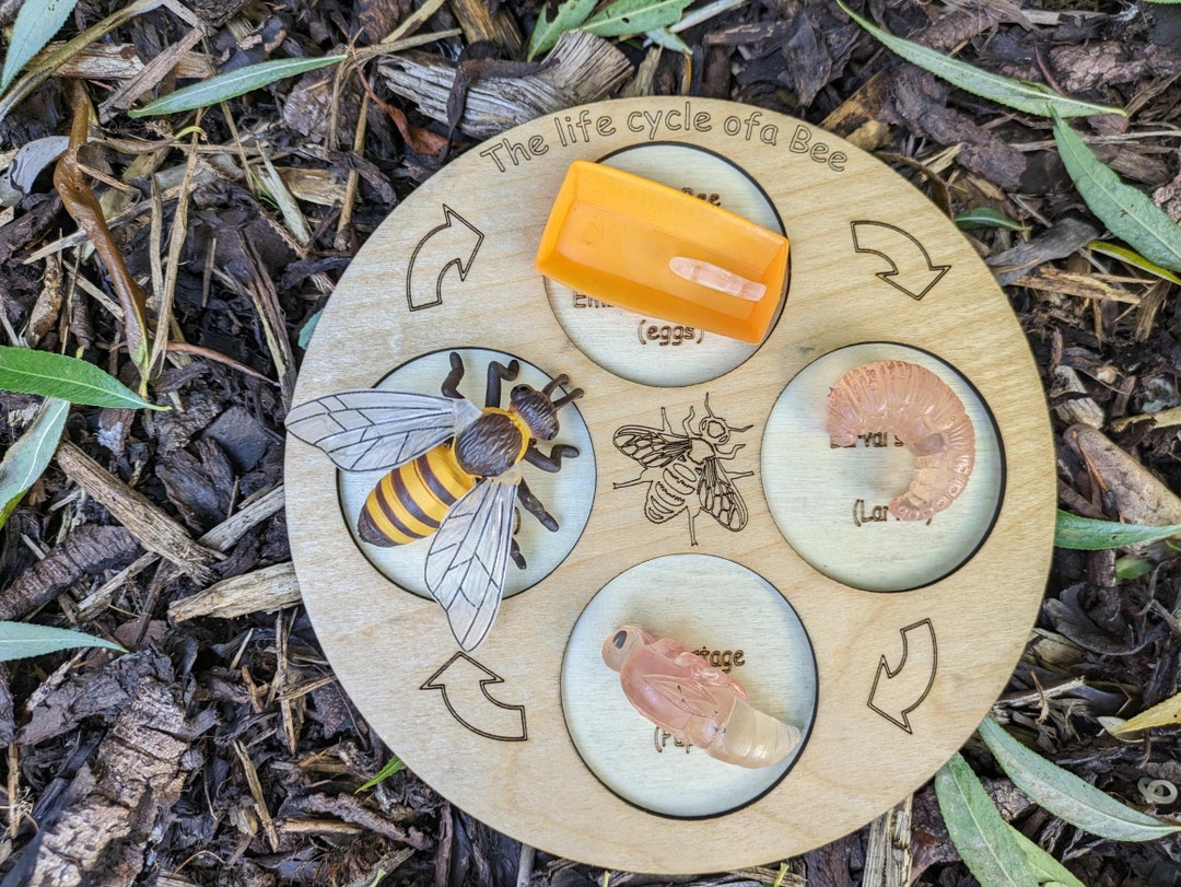 Bee Life Cycle, Birthdaygift, Forest School, Primary, EYFS, Outdoor ...