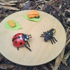Ladybird Life Cycle, Birthdaygift, Forest School, Primary, EYFS ...