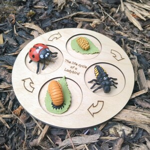 Ladybird Life Cycle, Birthdaygift, Forest School, Primary, EYFS ...