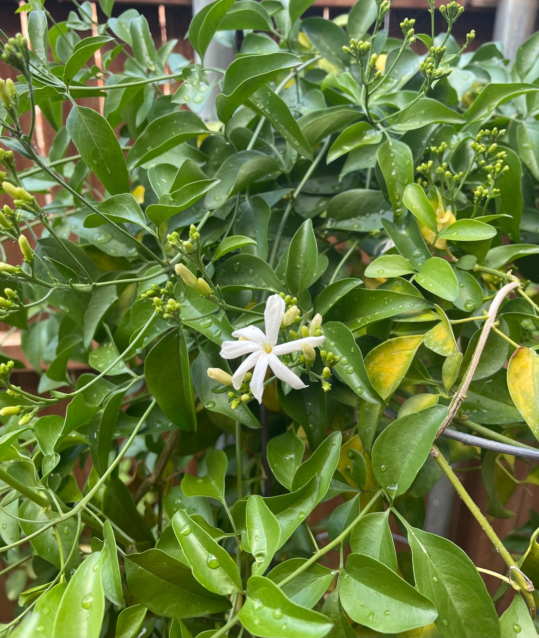 Blooming Now and Bushy Nithya Malli / Sandhana Mullai / Sannajaji ...