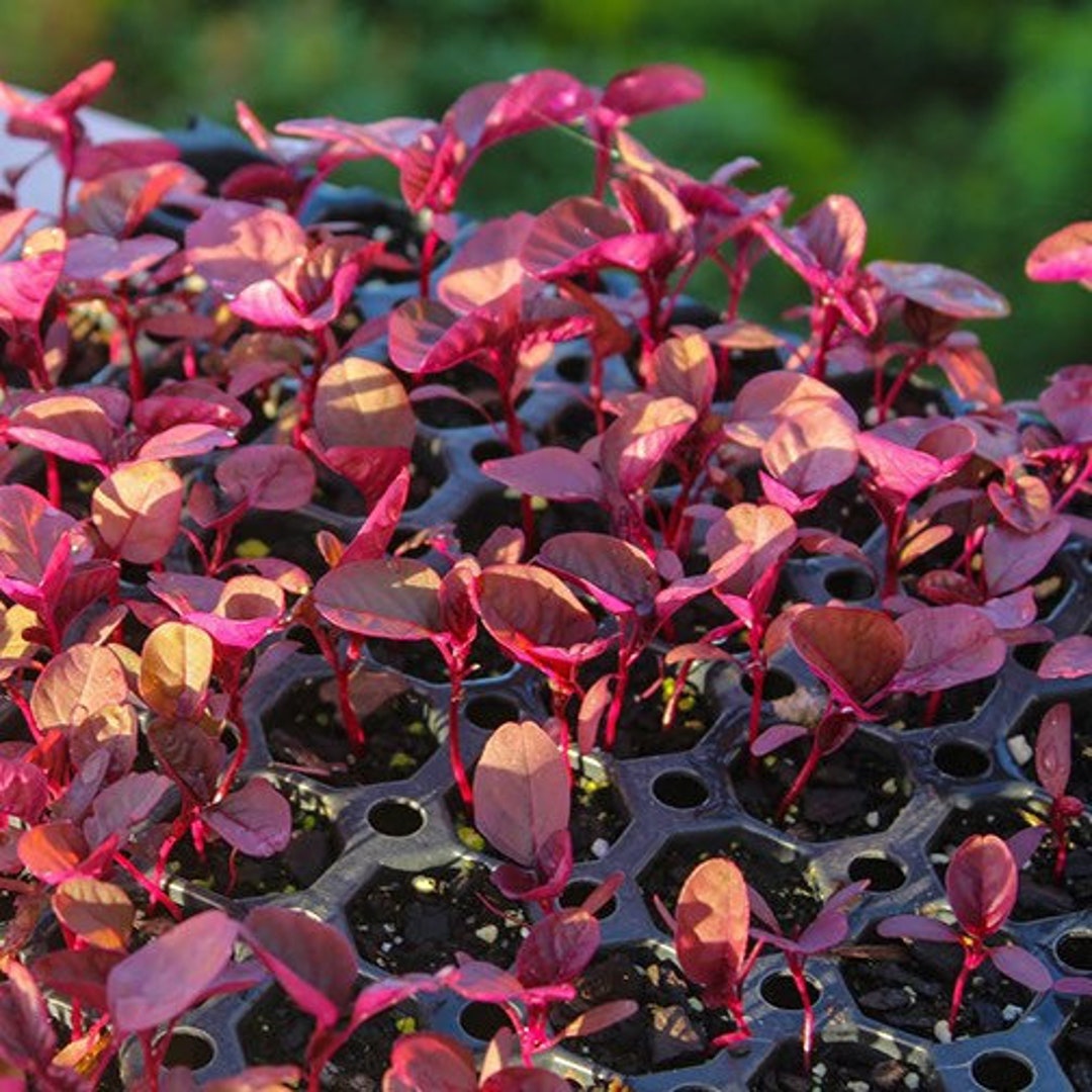 Amaranthus - Siru Keerai / Amaranthus Polygonoides / Siru Kura -red ...