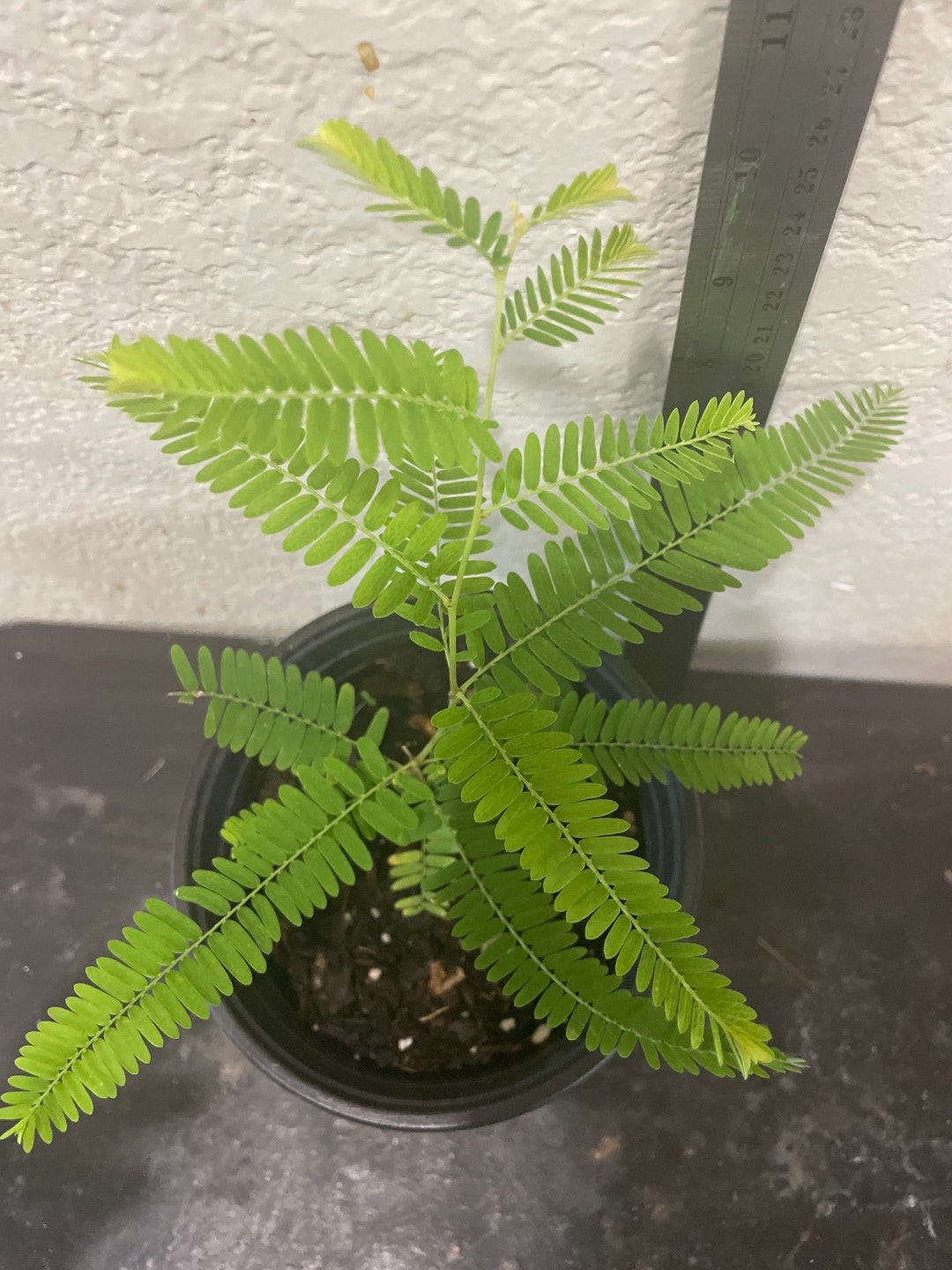 Live Amla Indian Gooseberry Phyllanthus Emblica Nelli Amlika Usiri 6 ...