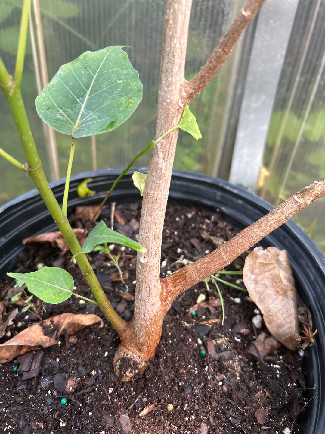 Live 3 Feet Plant Ficus Religiosa / Bodhi Tree / Ashvattha / Holy Tree ...