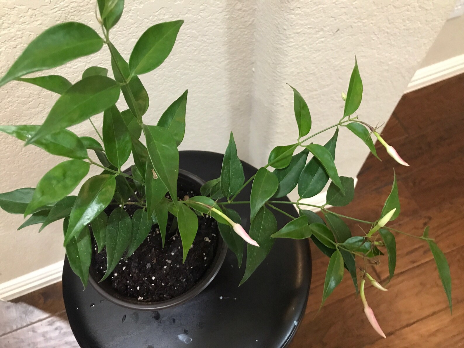 Pink Twisted Jasmine / Pichi Poo Bush Variety / Angel Wing | Etsy