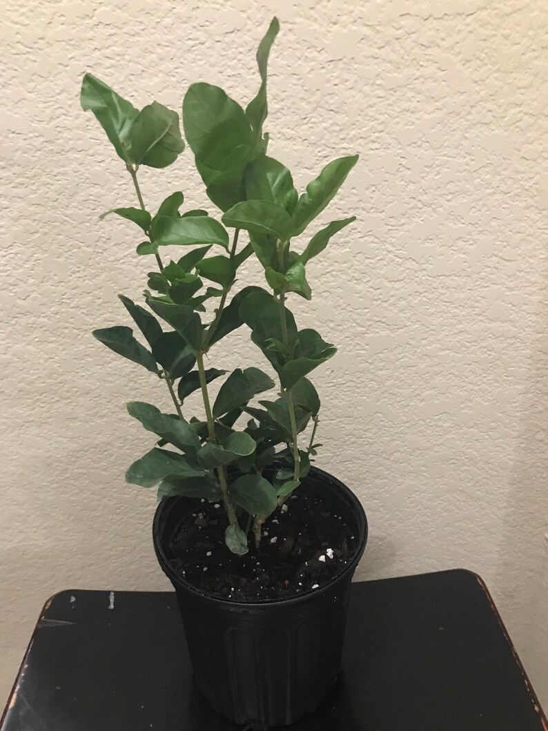 Supreme Grand Duke 18 Inches Tall in 1 Gal Pot Free UPS - Etsy