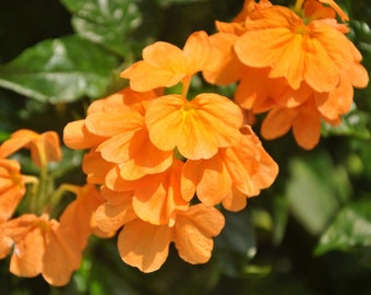 Crossandra Orange Live Plant firecraker/kanakambaram Various Options - Etsy