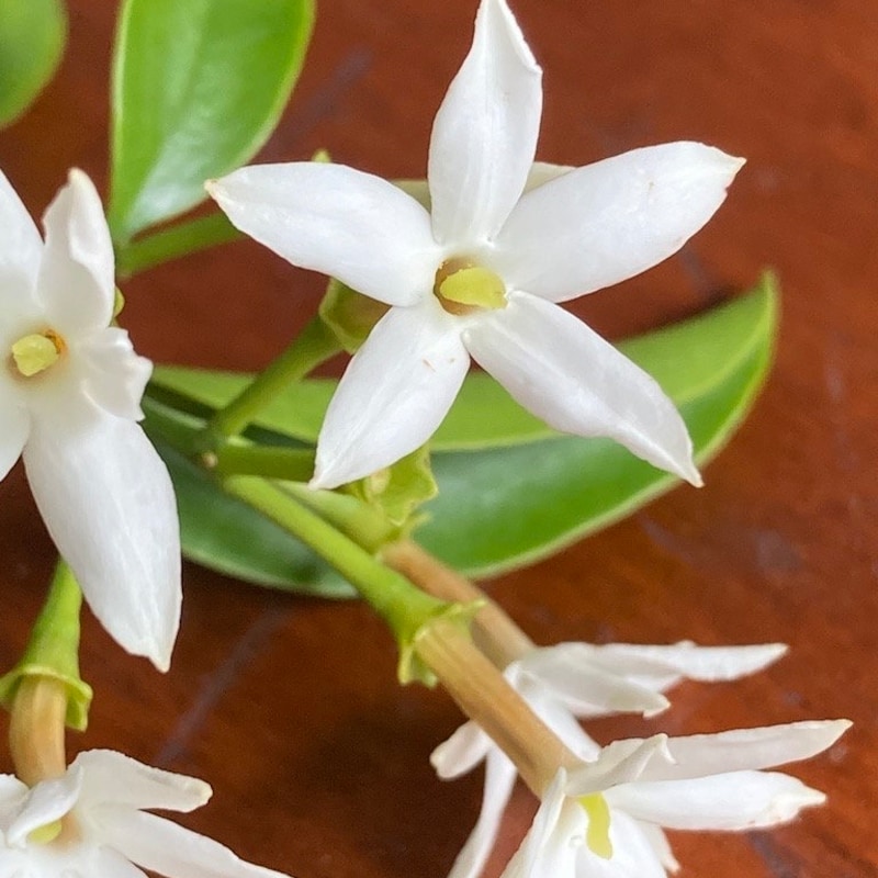 Jasmine Plant - Etsy