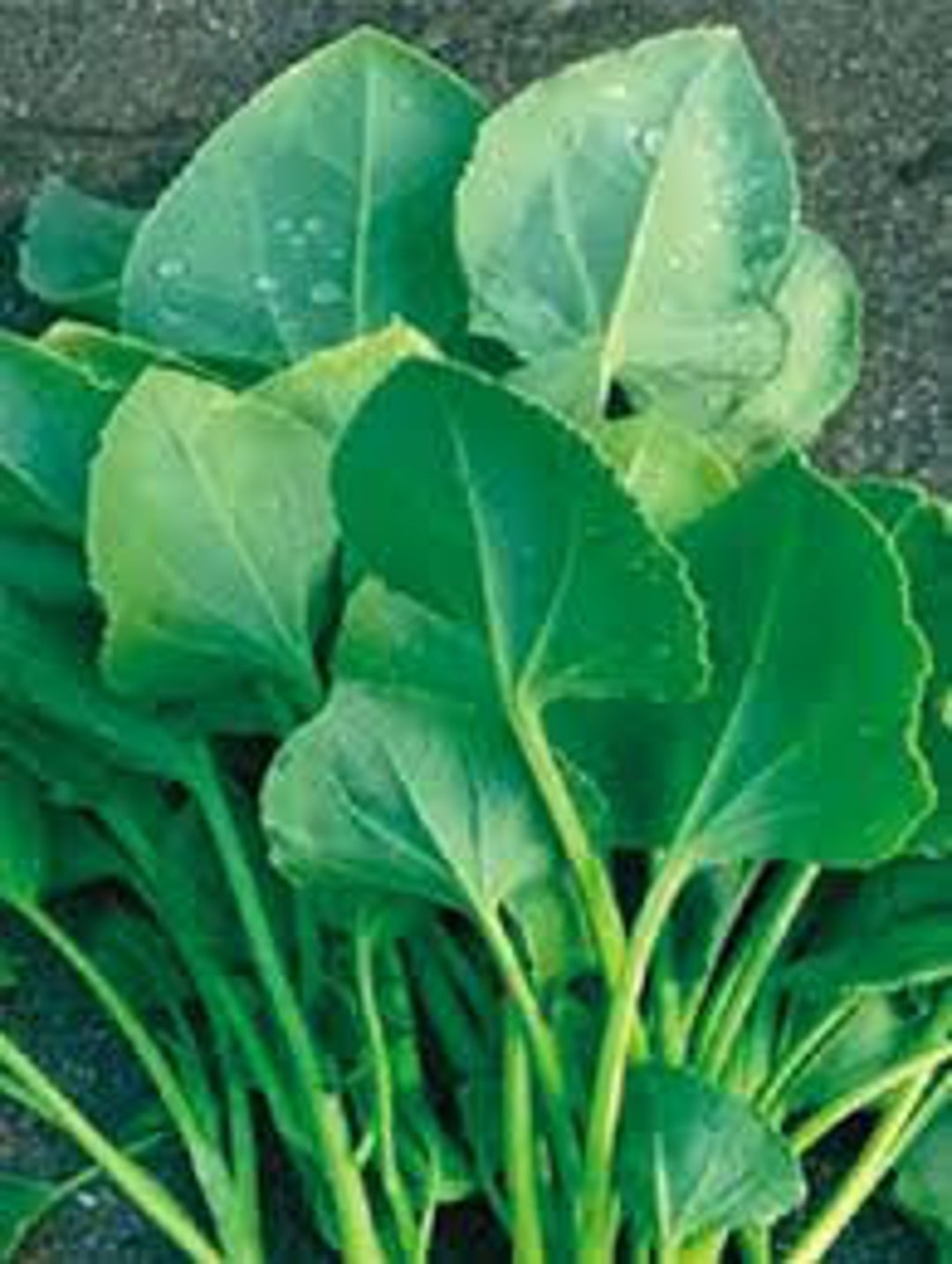Chukka Koora Plant Seeds narrow-leaved Dock, Spinach Dock, Khatta Palak ...