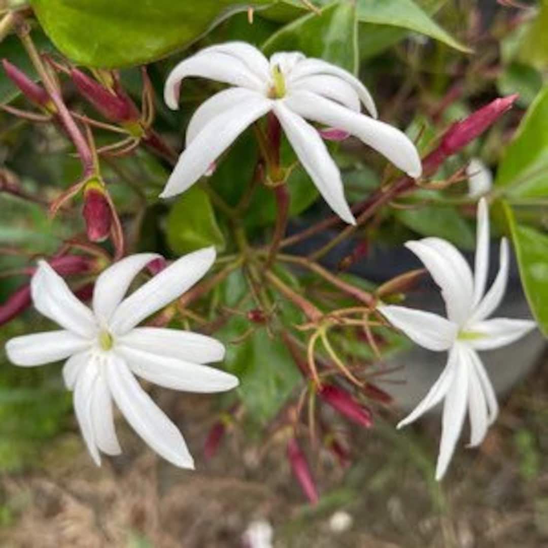 Angel Wing Jasmine/ Pichi Poo Bush Variety 2 Feet Tall in 1 Gallon Pot ...