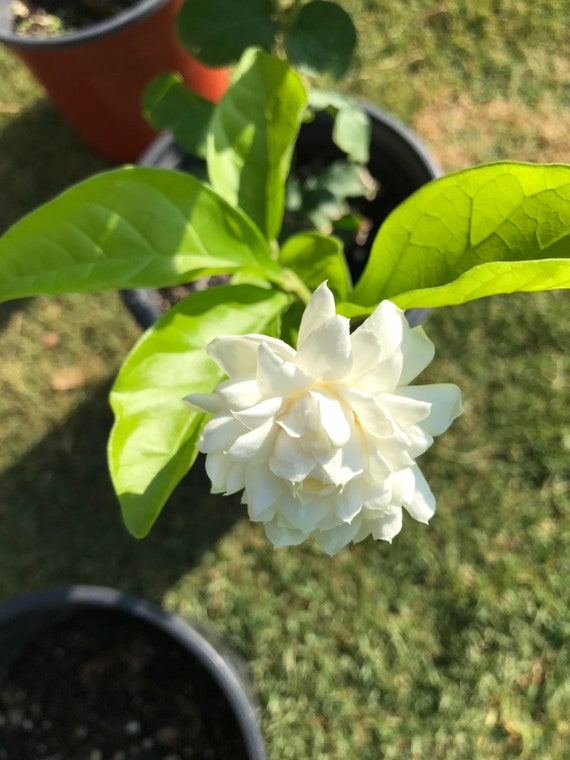 Supreme Grand Duke 18 Inches Tall in 1 Gal Pot Free UPS - Etsy