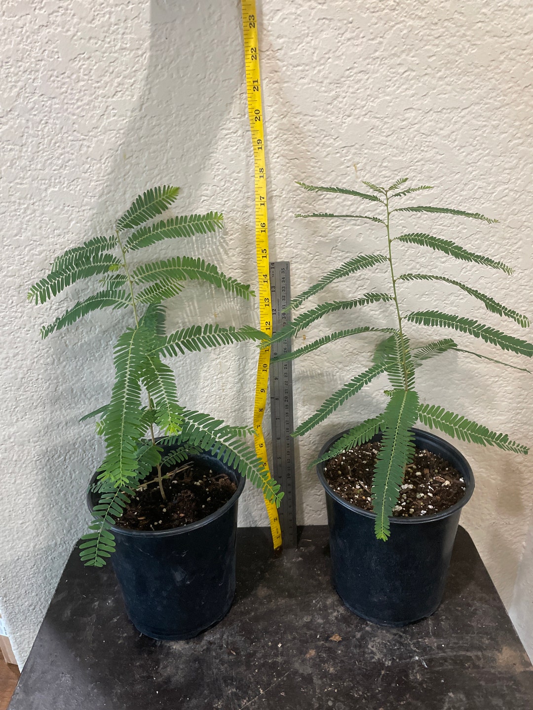 Live Amla Indian Gooseberry Phyllanthus Emblica Nelli Amlika Usiri ...