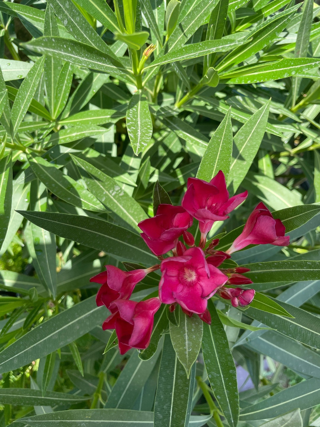 3 Feet 3 Gallon Oleander Hardy Red - Nerium Oleander / Gannetu / Areli ...