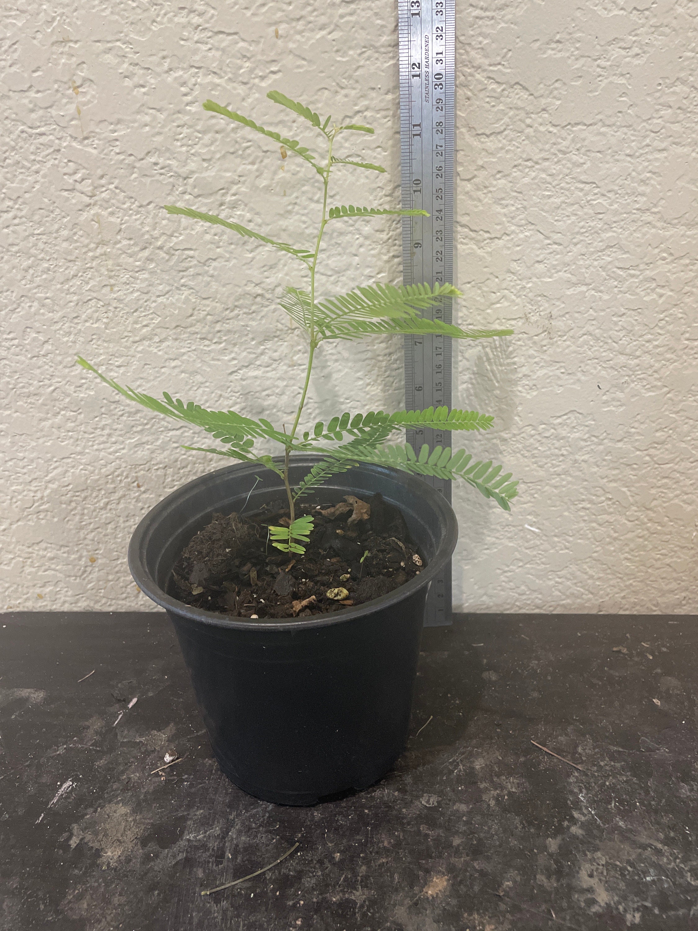 Live Amla Indian Gooseberry Phyllanthus Emblica Nelli Amlika Usiri ...
