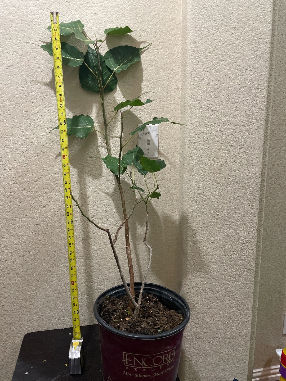 15 Inches Live Plant Ficus Religiosa / Bodhi Tree / Ashvattha / Holy ...