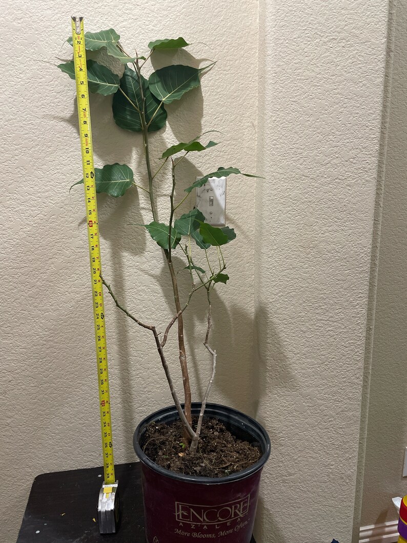 15 Inches Live Plant Ficus Religiosa / Bodhi Tree / Ashvattha / Holy ...