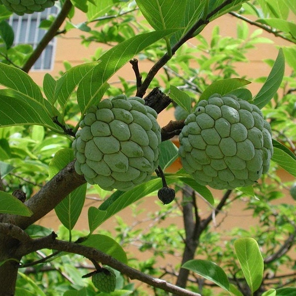 Sugar Apple Tree - Etsy