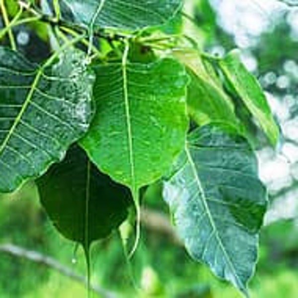 Bodhi Tree Plant - Etsy