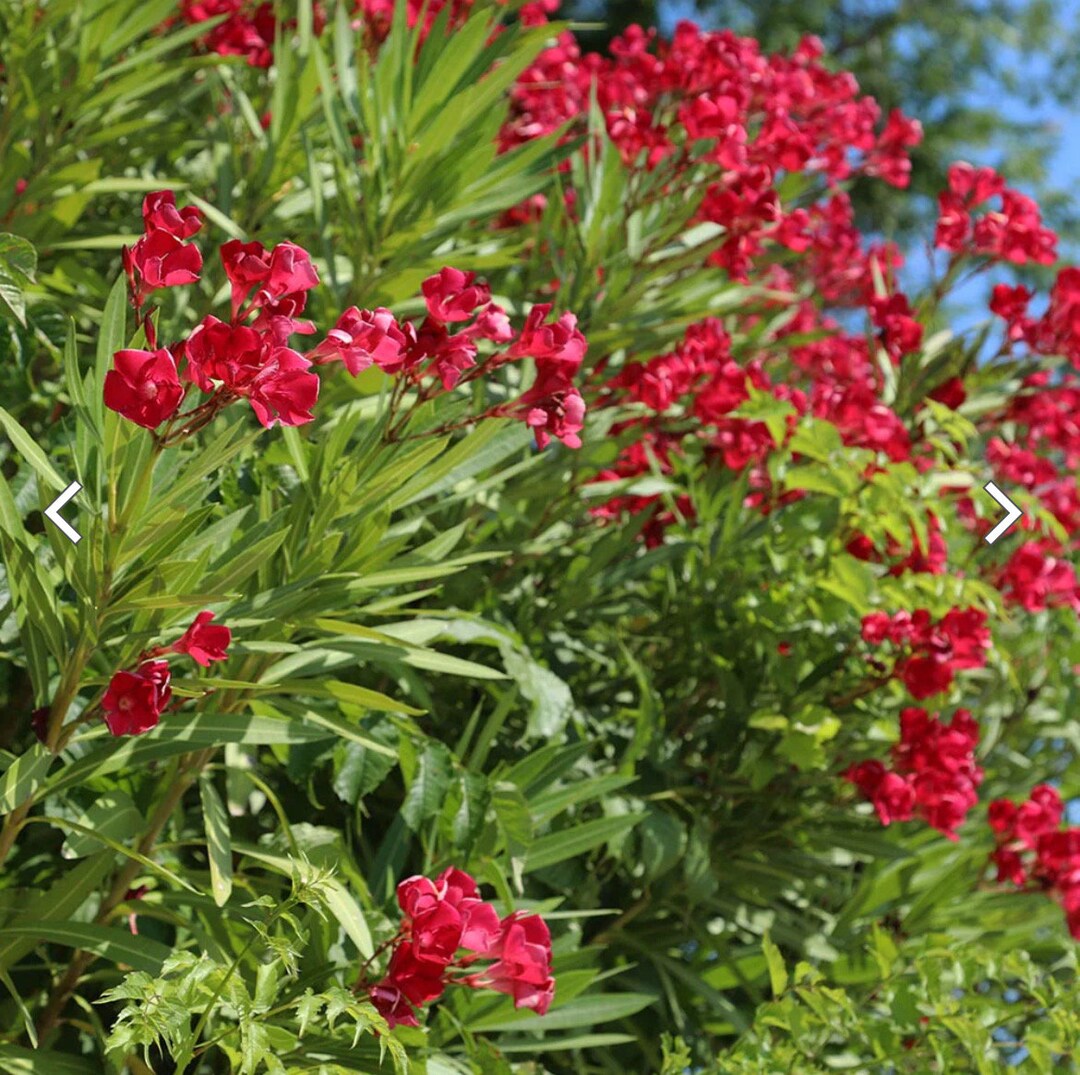 3 Feet 3 Gallon Oleander Hardy Red Nerium Oleander / Gannetu / Areli - Etsy