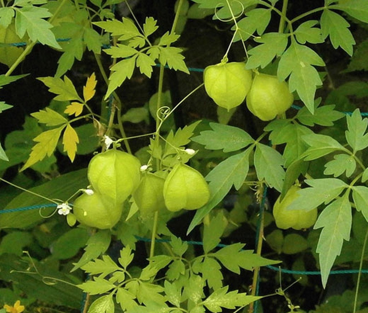 Mudakathan Keerai or Balloon Vine Seeds / Love in a Puff Seeds - Etsy