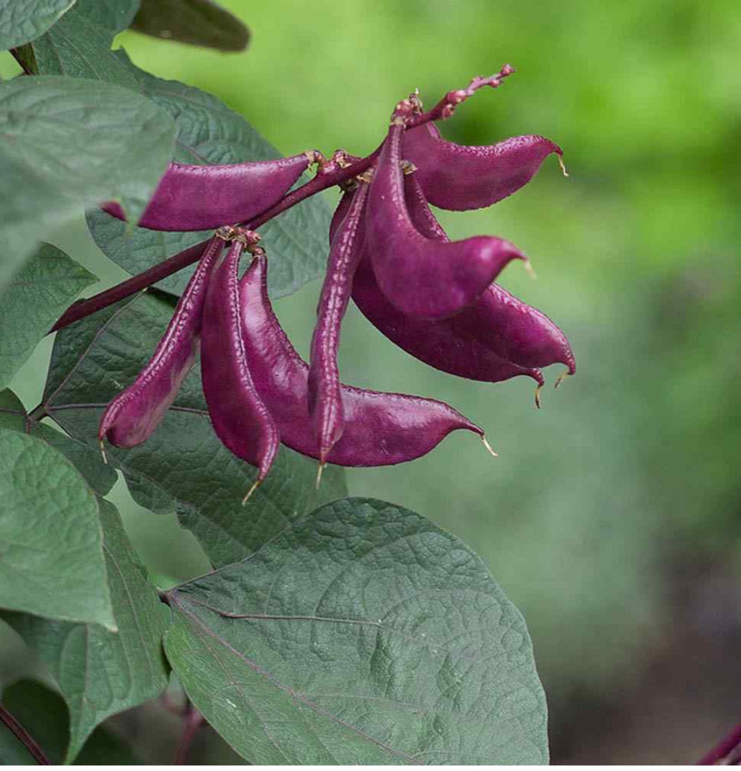 Purple Avarakkai / Purple Flat Beans / Hyacinth Beans - Etsy