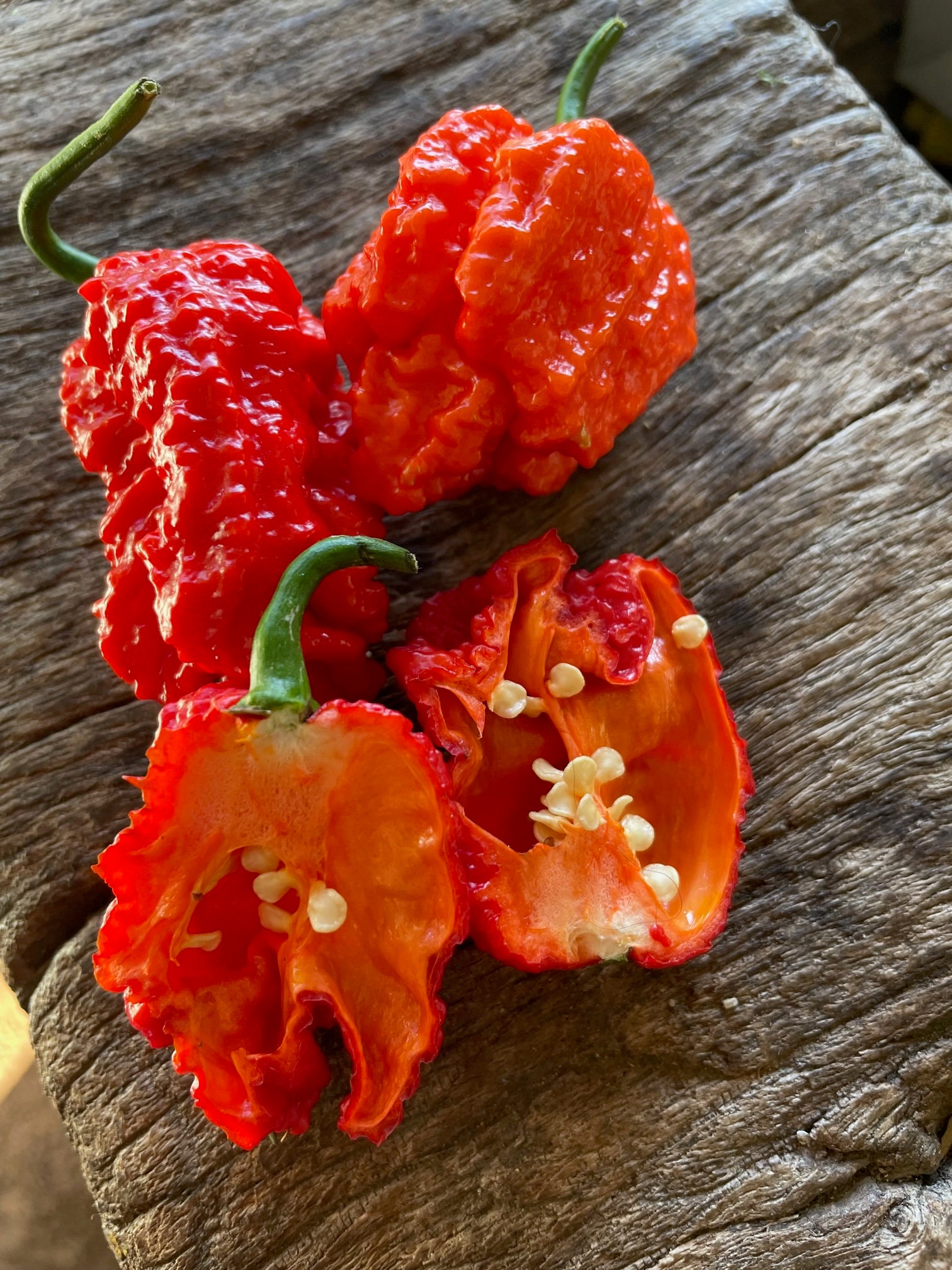 12 Fresh Dragons Breath Peppers Organically Grown - Etsy