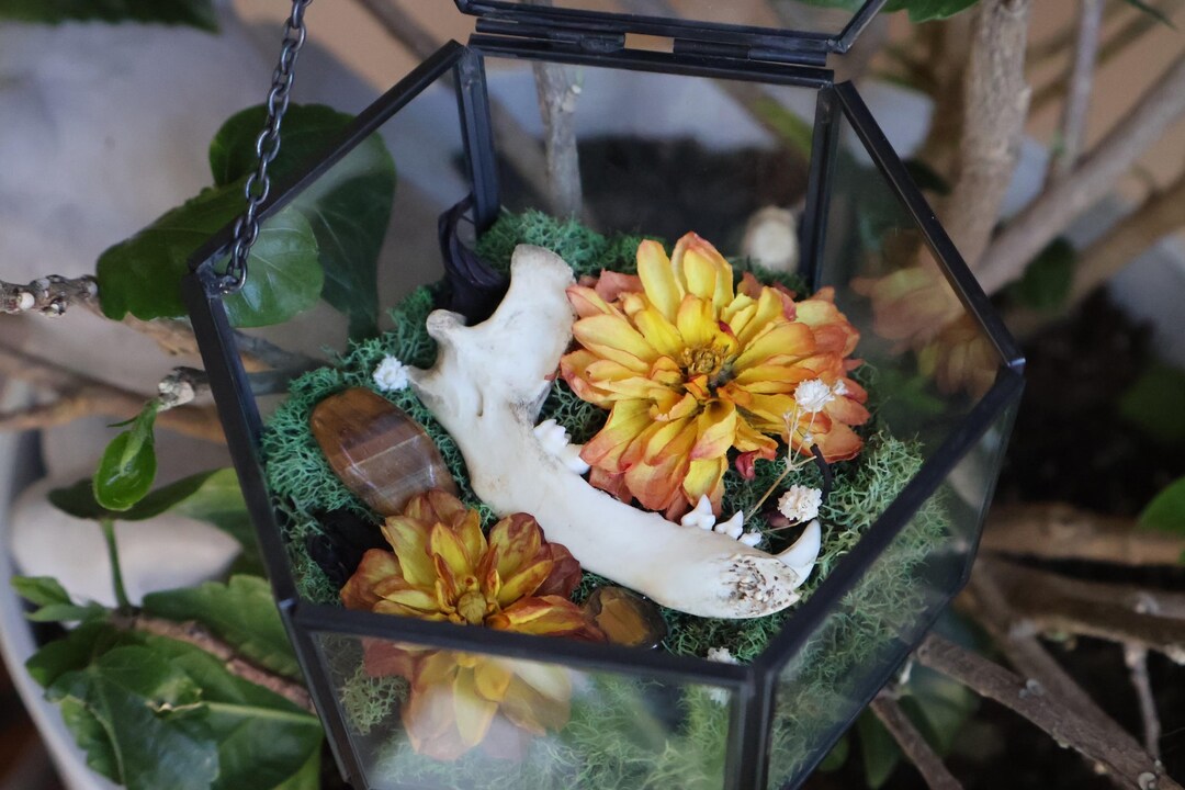 Jaw Bone Glass Box Decor With Tigers Eye and Dreid Dahlia Accents - Etsy