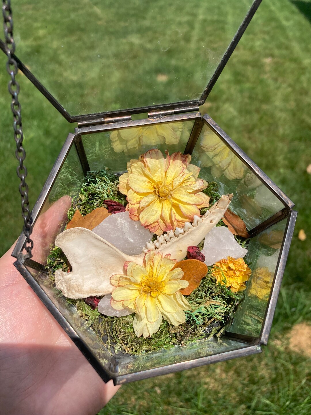 Jaw Bone Dried Flower Glass Box Decor - Etsy