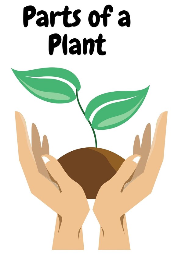 Parts Of A Plant Lesson Plan With Worksheets And Answers Etsy sterreich parts-of-a-plant-lesson-plan-with-worksheets-and-answers-etsy-sterreich