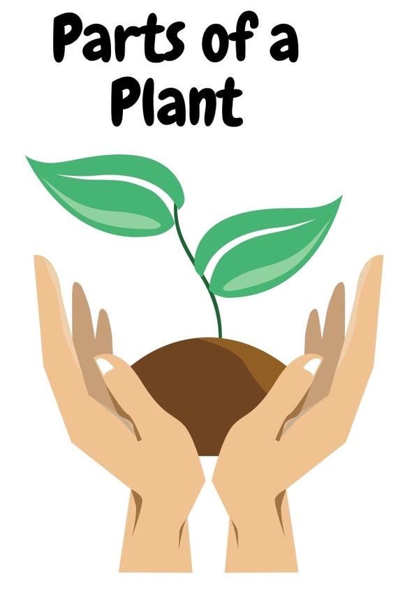 Parts Of A Plant Lesson Plan With Worksheets And Answers Etsy sterreich