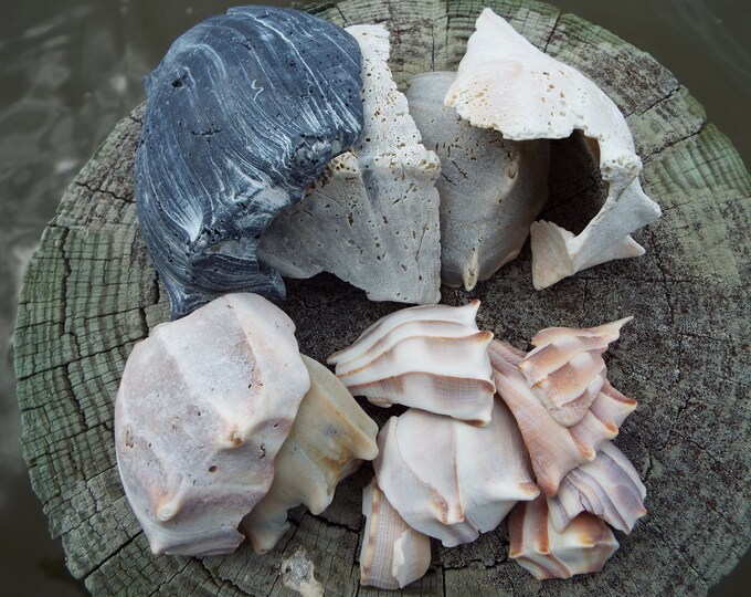 NC Conch Shell Crowns - Etsy
