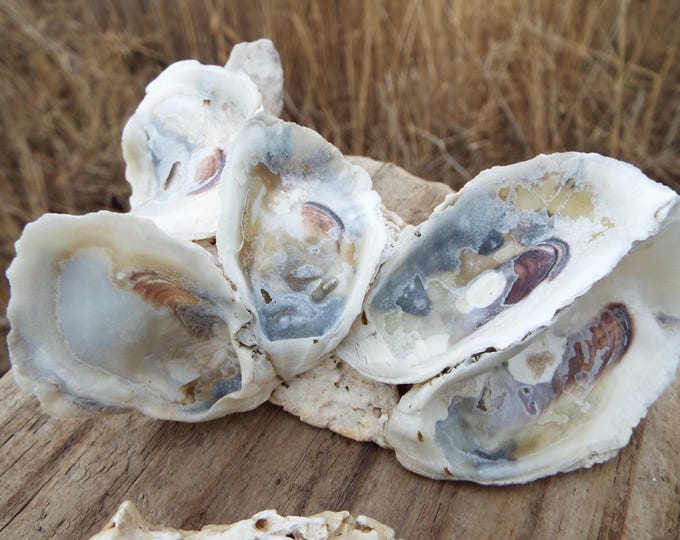 2 Count Oyster Shell Clusters - Etsy