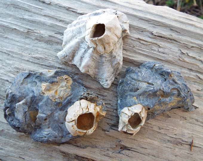 3 Ct Fossilized Oyster Shells With Barnacles - Etsy
