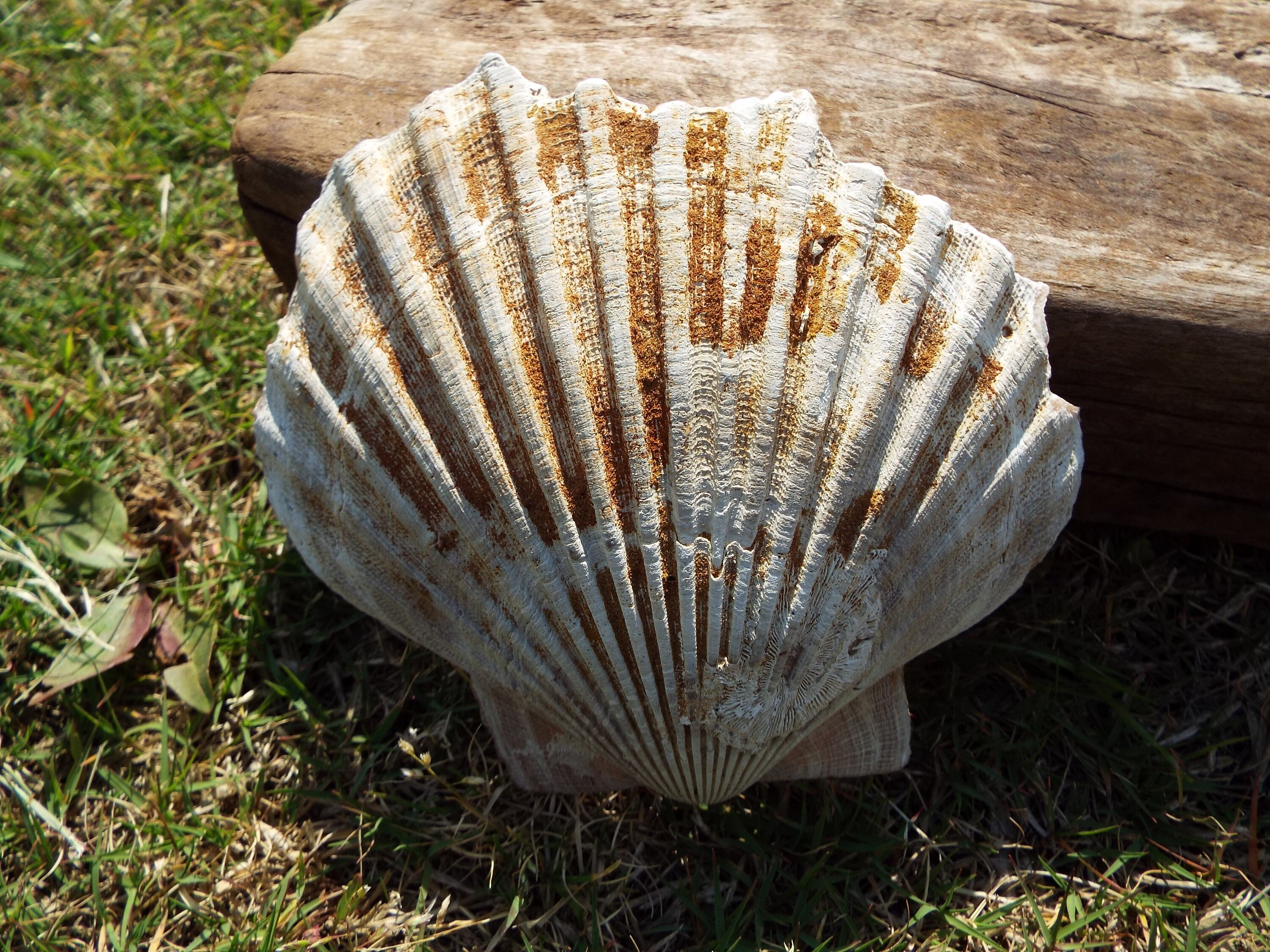 Golden Feathers Fossilized Scallop Shell - Etsy