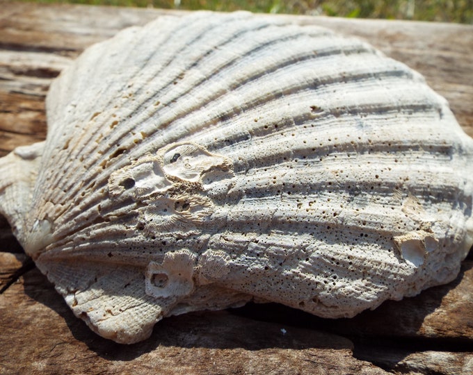 Vintage Lace, Fossilized Scallop Shell - Etsy