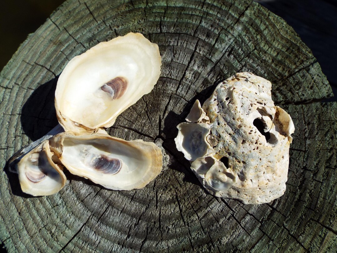 2 Sunny Oyster Shell Clusters - Etsy