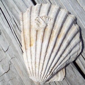 Vintage Lace, Half Fossilized Scallop Shell - Etsy