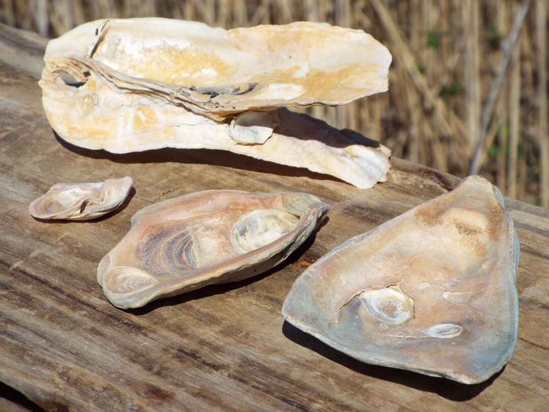 Golden Pink Oyster Shell Clusters - Etsy