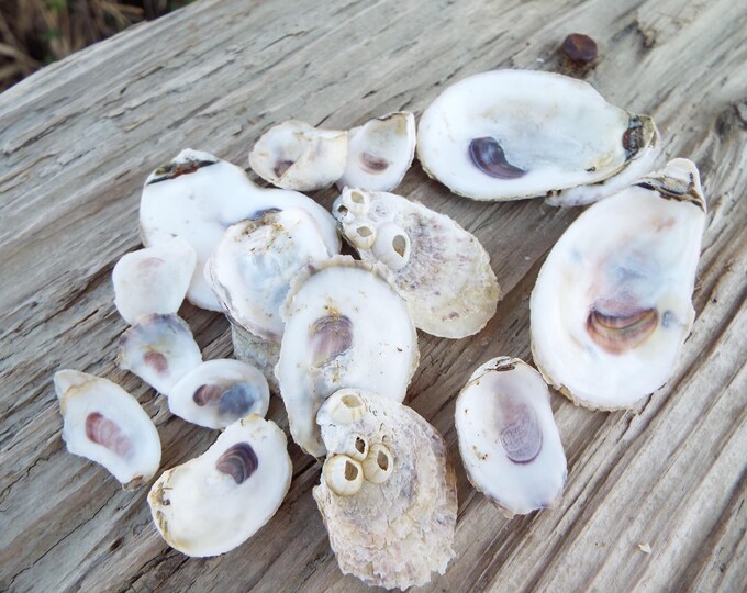 Small Oyster Shells - Etsy