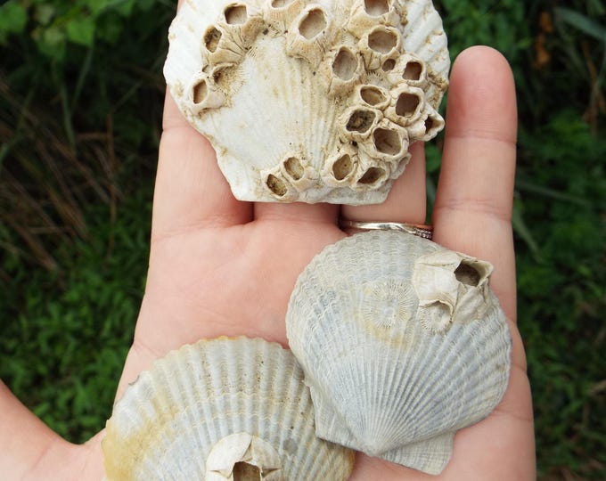 Tritons Triplets, Fossilized Scallop Shells With Barnacles - Etsy