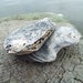 2 Fossil Oyster Shells - Etsy
