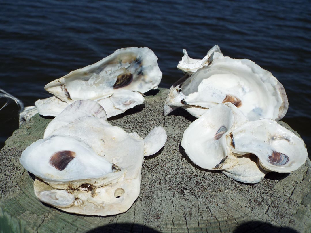 4 Pc Oyster Shell Clusters - Etsy