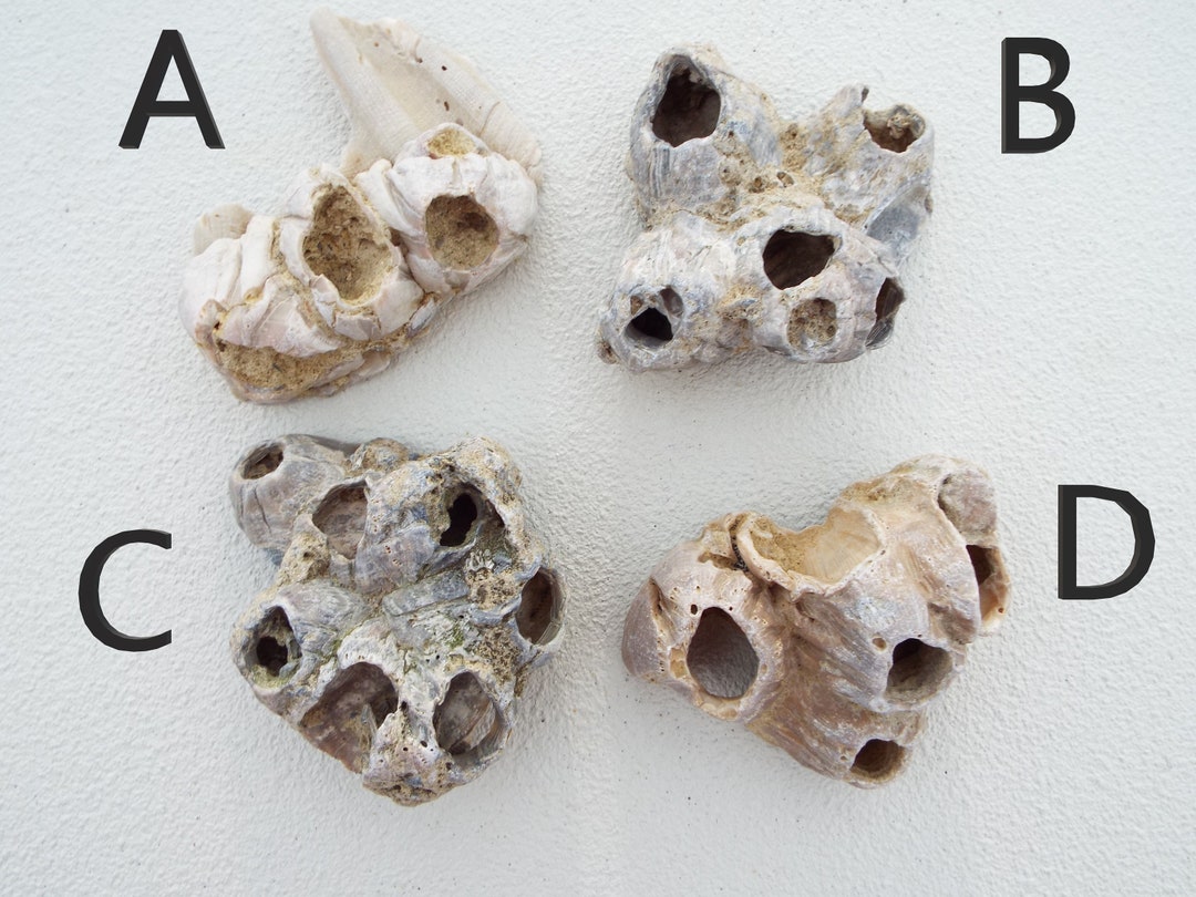 Large Fossilized Barnacle Clusters Etsy