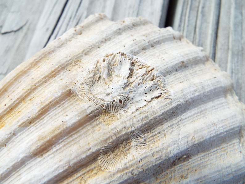 Vintage Lace Half Fossilized Scallop Shell - Etsy