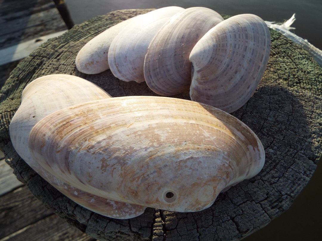 Sunny Venus Ray Clams, 6ct - Etsy
