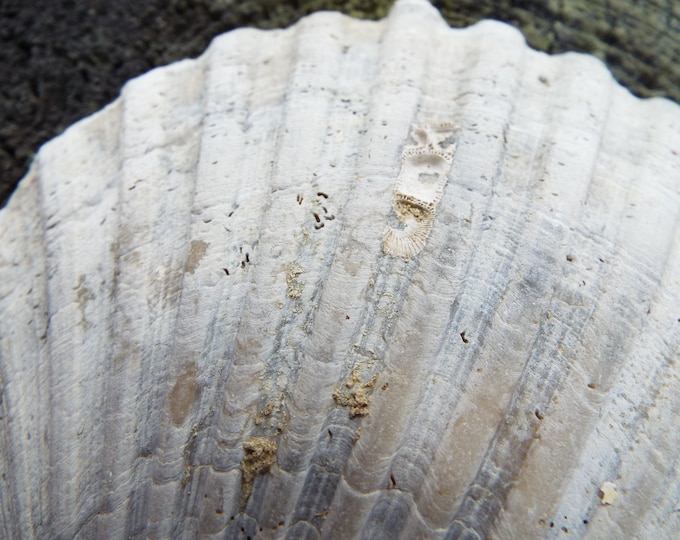 Barnacled Time, Fossilized Scallop Shell - Etsy