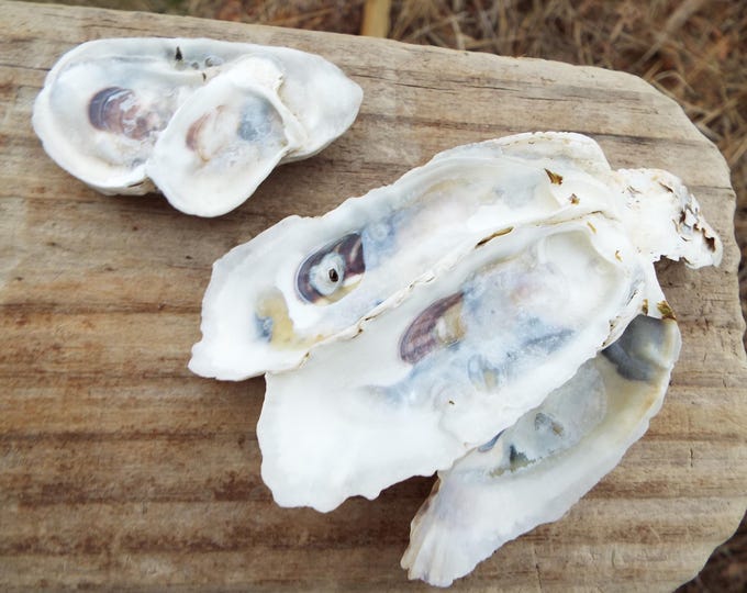 2 Oyster Shell Clusters - Etsy