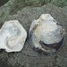 2 Fossil Oyster Shells - Etsy