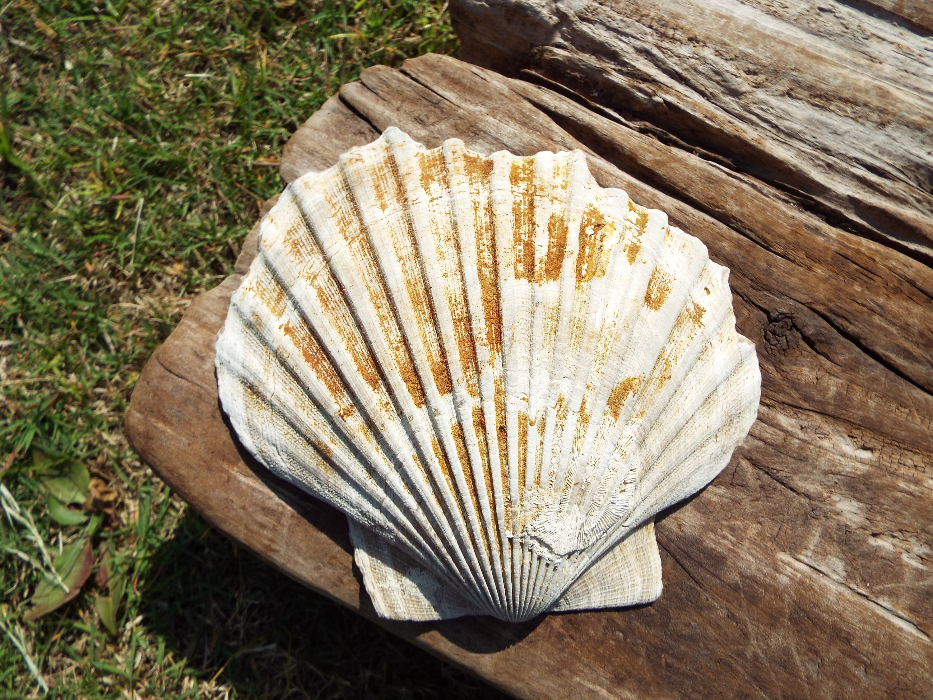 Golden Feathers Fossilized Scallop Shell - Etsy